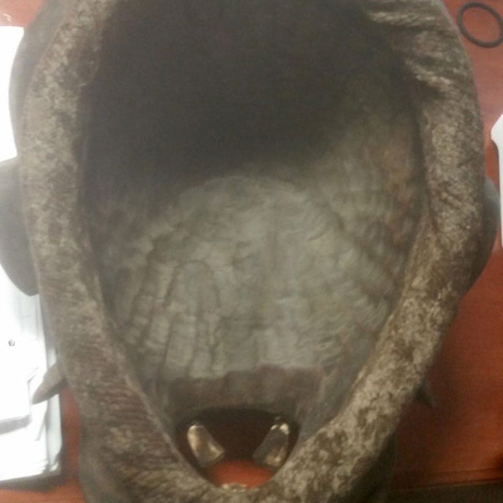 The Mask Man needs help – Masks of the World